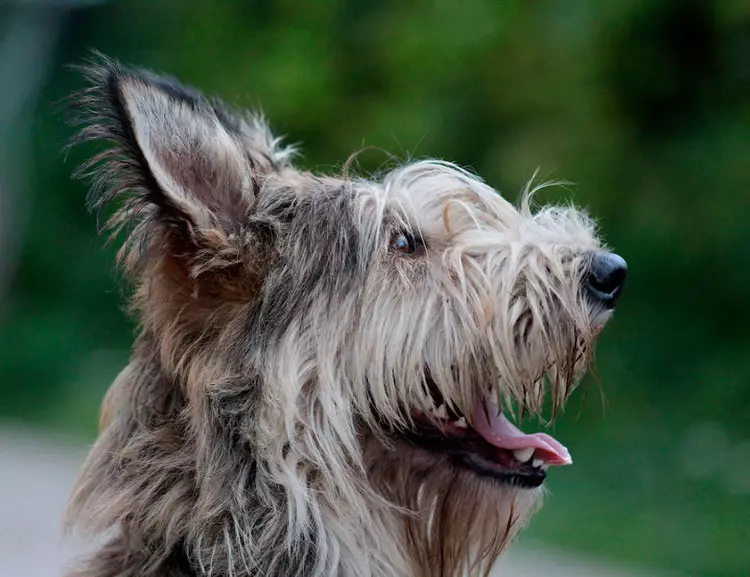 dog breed picardian shepherd