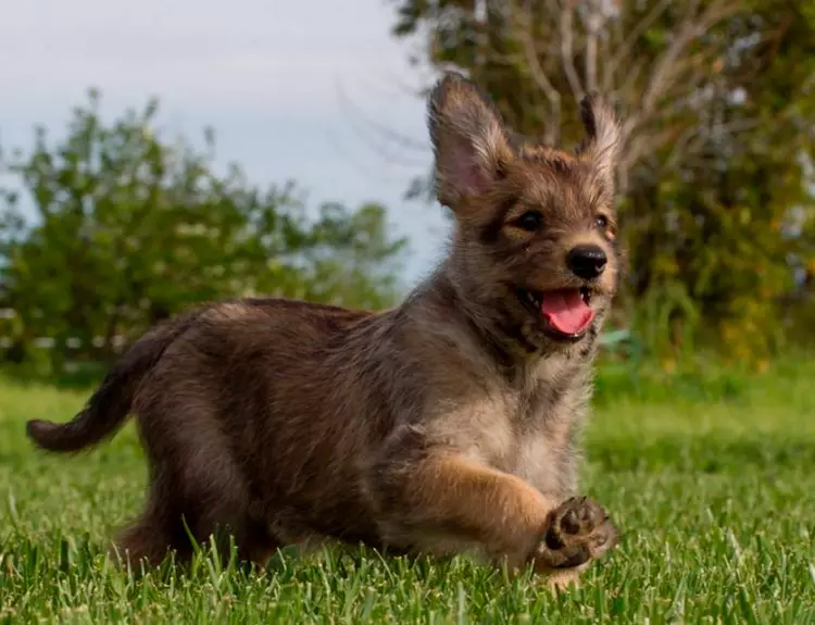 puppy of breed picardian shepherd