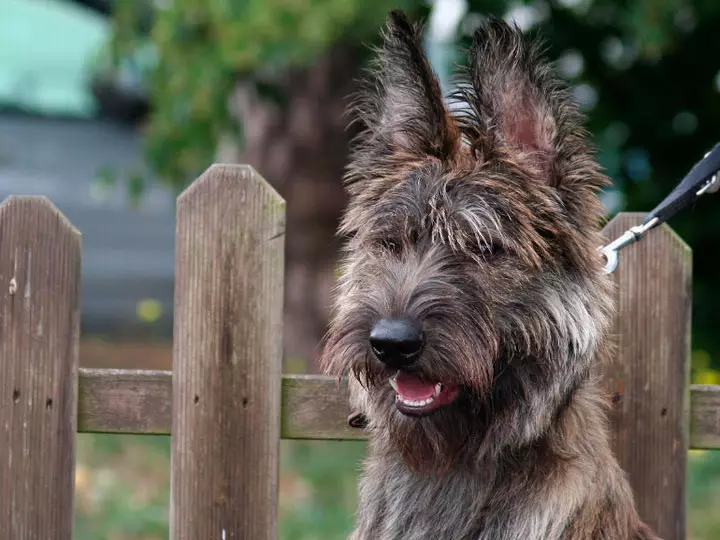 Picardian Shepherd Dog (Berger de Picardie): faʻamatalaga o le ituaiga ma ata ma vitio 4863_5