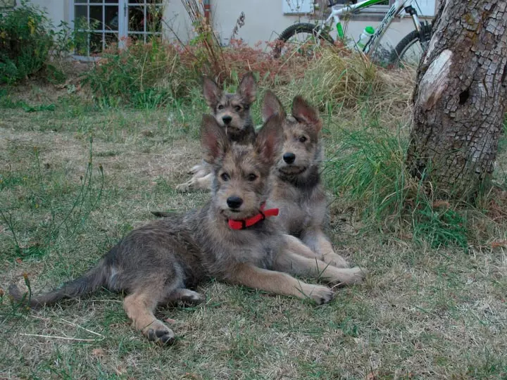 Picardian Shepherd Dog (Berger de Picardie): faʻamatalaga o le ituaiga ma ata ma vitio 4863_6