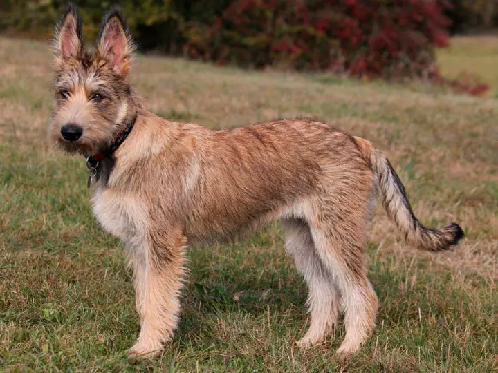 Picardian Shepherd Dog (Berger de Picardie): lýsing á tegundinni með myndum og myndböndum 4863_7