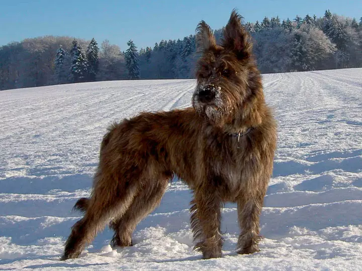 Picardian Shepherd Dog (Berger de Picardie): lýsing á tegundinni með myndum og myndböndum 4863_8