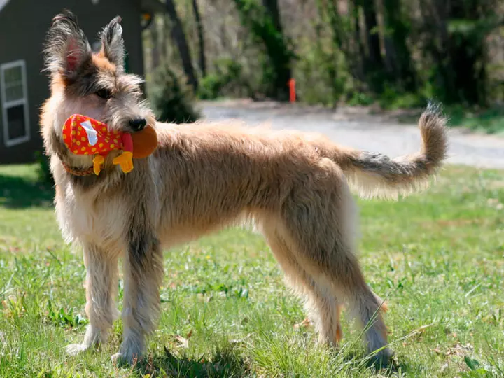 Picardian Shepherd Dog (Berger de Picardie): faʻamatalaga o le ituaiga ma ata ma vitio 4863_9