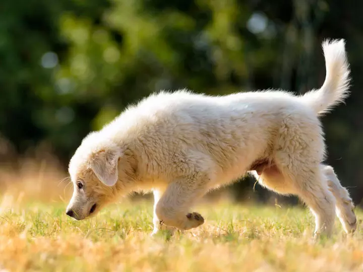 Maremma-Abruzza Çoban Köpeği: fotoğraf ve videolarla köpek ırkının tanımı 4864_10