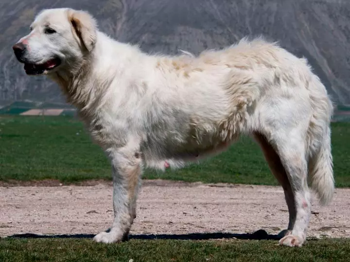 Maremma-Abruzza Çoban Köpeği: fotoğraf ve videolarla köpek ırkının tanımı 4864_14