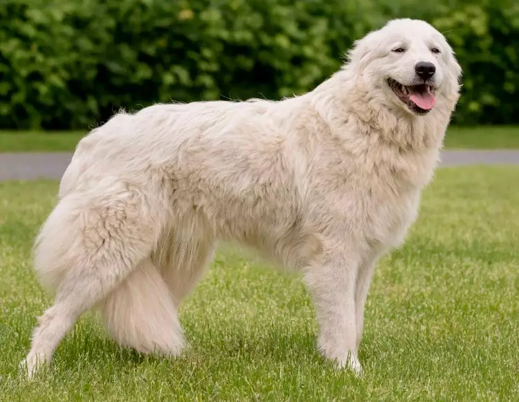 cão raça pastor Maremma-Abruz