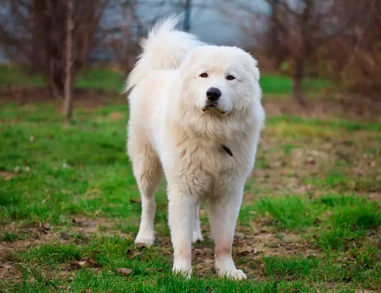 köpek ırkı Maremmo-Abruzian Çoban