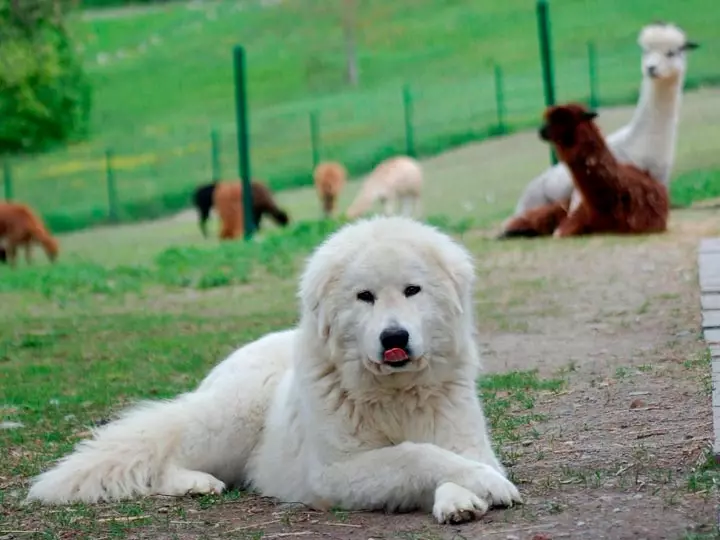 Anjing Angon Maremma-Abruzza: pedaran ngeunaan anjing anjing sareng poto sareng pidéo 4864_6