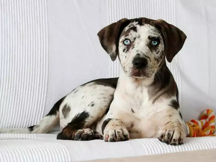 سگ پلنگ Catahula: شرح نژاد با عکس و فیلم 4866_11