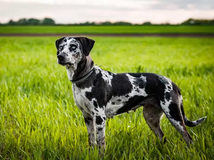 سگ پلنگ Catahula: شرح نژاد با عکس و فیلم 4866_12