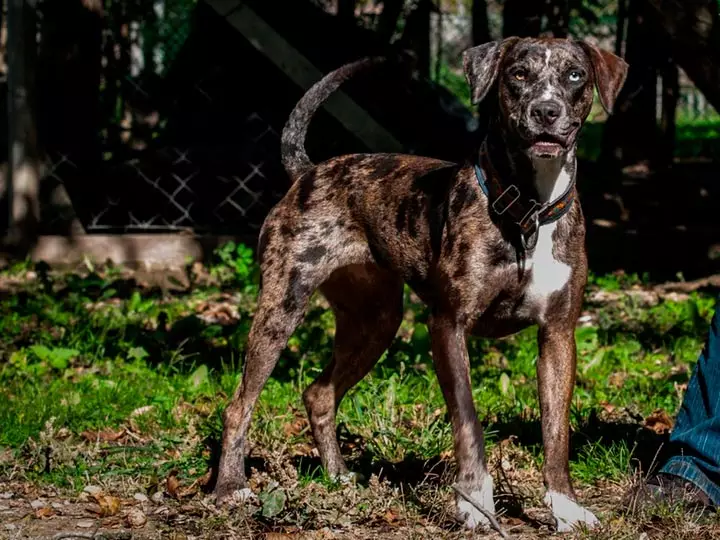 سگ پلنگ Catahula: شرح نژاد با عکس و فیلم 4866_14