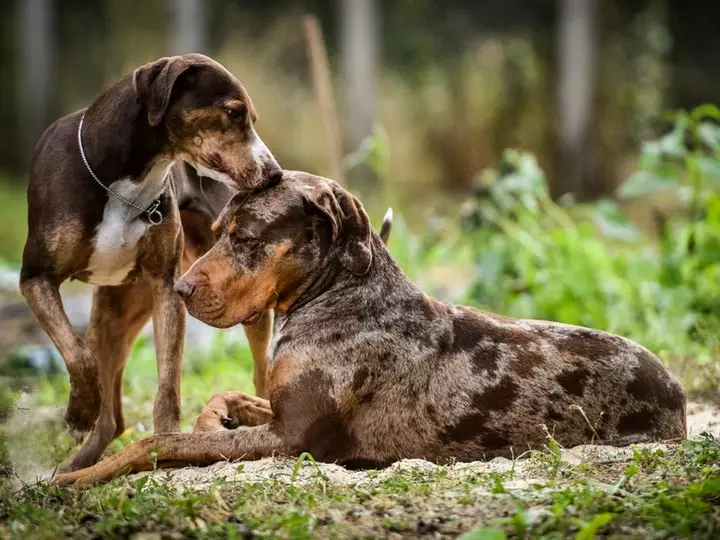 سگ پلنگ Catahula: شرح نژاد با عکس و فیلم 4866_6