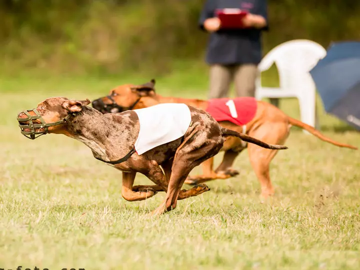 سگ پلنگ Catahula: شرح نژاد با عکس و فیلم 4866_7