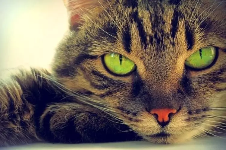 Pingas para os gatos | comentarios, prezo, lista dos mellores