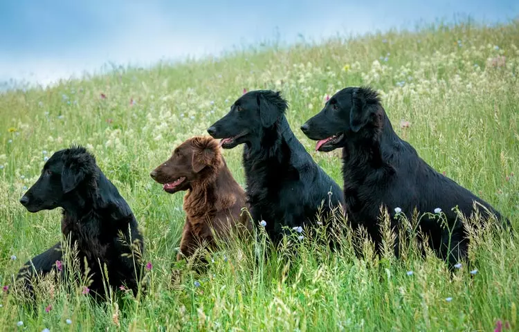 Flat Coated Retriever (flat)