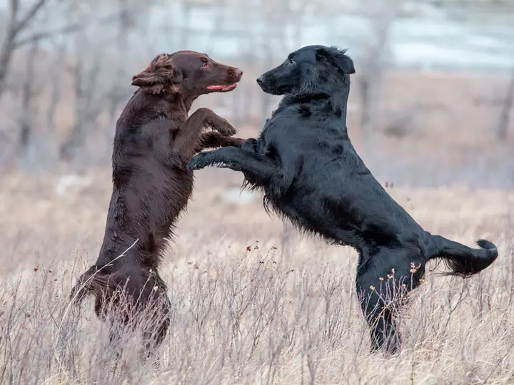 Retriever berambut datar (datar): deskripsi jenis anjing dengan foto dan video 4871_10