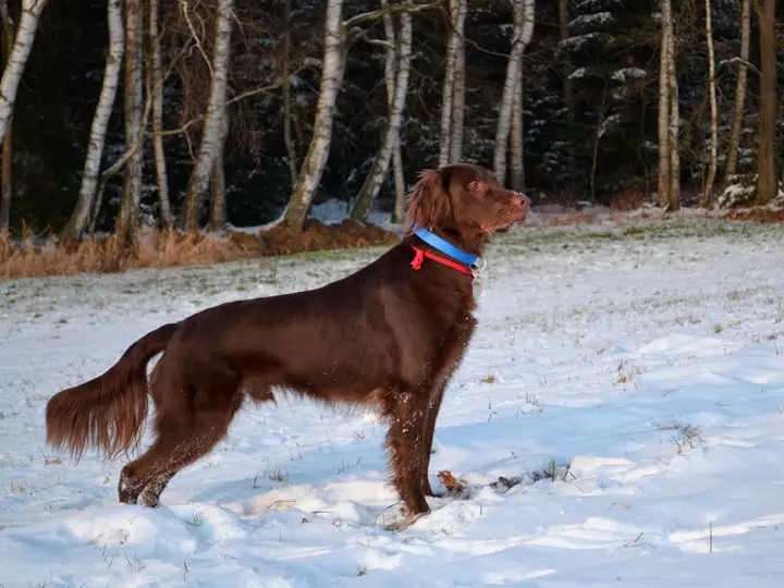 Flat-haired Retriever (flat): Beschreibung der Hunderasse mit Fotos und Videos 4871_11