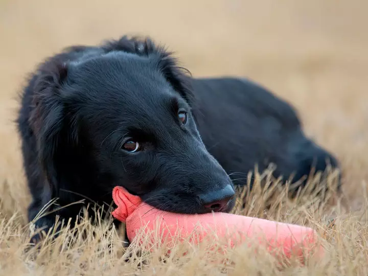 Flat-haired retriever (flat): description of the dog breed with photos and videos 4871_12