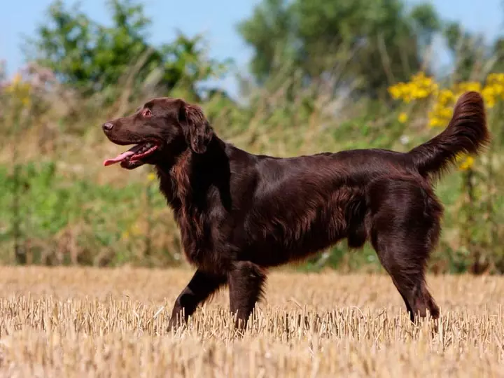 Flat-haired retriever (flat): description of the dog breed with photos and videos 4871_13