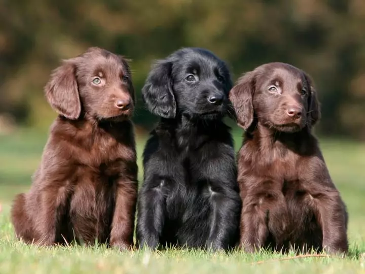 Flat-haired retriever (flat): popis plemene psa s fotografiemi a videi 4871_14