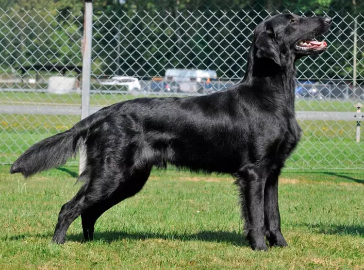 berkembang biak standar Flatcoated Retriever