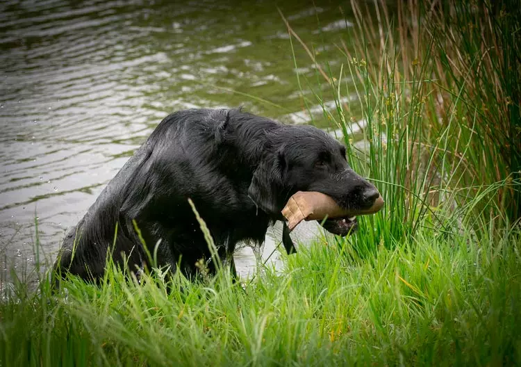 Gjuetia Retriever me rroba të sheshta