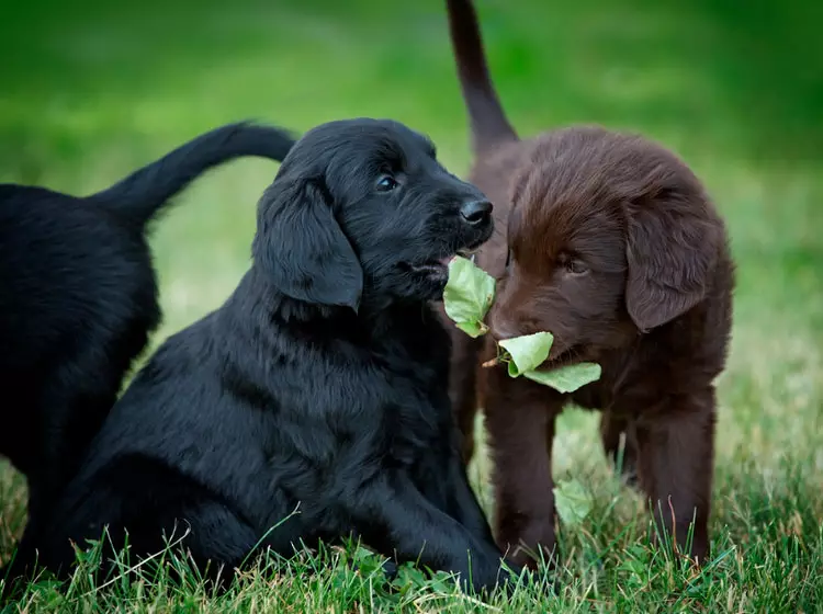 e fia le tau o le Flatcoated Retriever (flat)