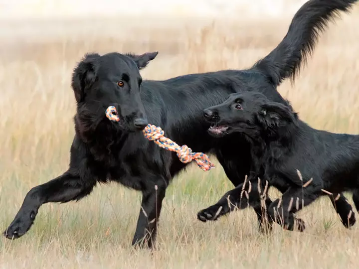 Flat-haired retriever (flat): popis plemene psa s fotografiemi a videi 4871_5