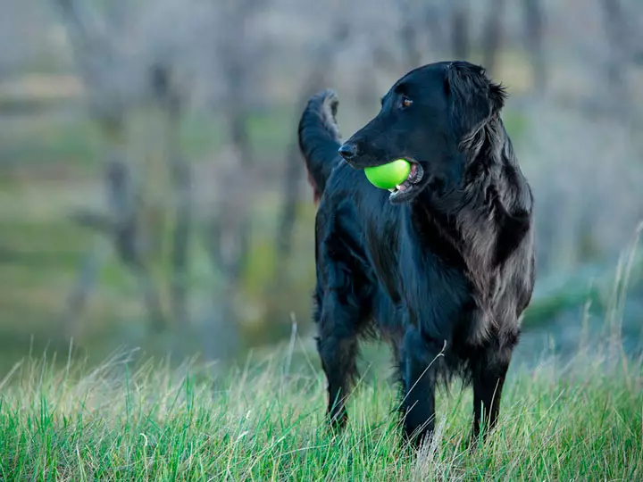 Retriever me flokë të sheshtë (i sheshtë): përshkrimi i racës së qenve me foto dhe video 4871_6