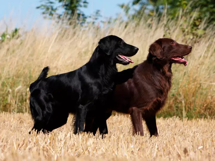 Retriever me flokë të sheshtë (i sheshtë): përshkrimi i racës së qenve me foto dhe video 4871_7