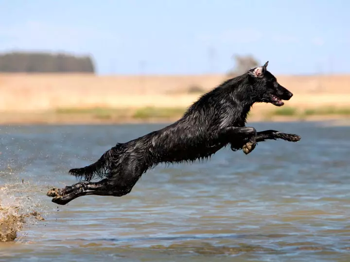 Flat-haired Retriever (flat): Beschreibung der Hunderasse mit Fotos und Videos 4871_8