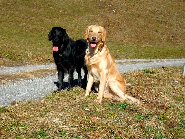 Flat-haired retriever (flat): popis plemene psa s fotografiemi a videi 4871_9