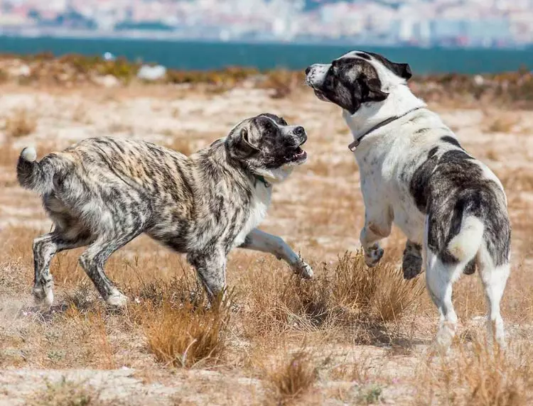 lua Rafeiro faia Alentejo