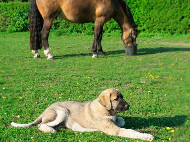 Rafeiro do Alentejo (Portugese Mastiff): beschrijving van het ras met foto 4872_10