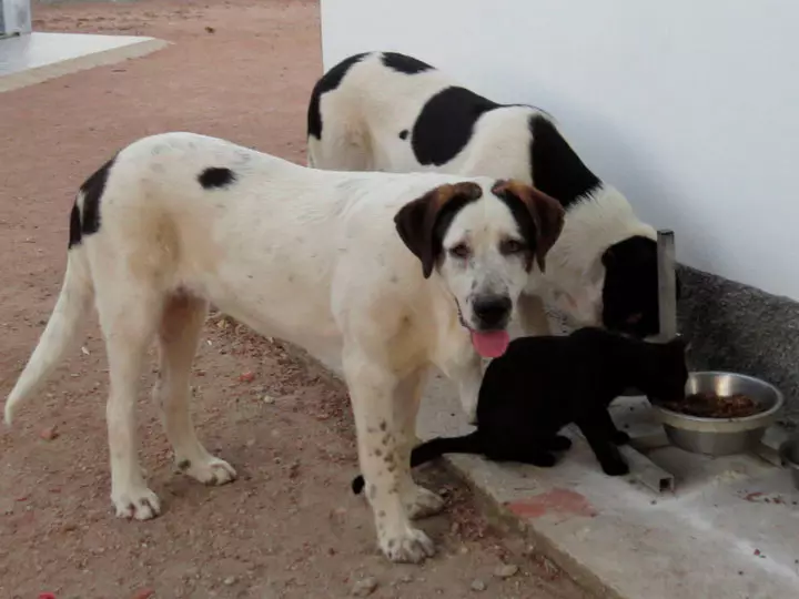 Rafeiro do Alentejo (Bồ Đào Nha Mastiff): mô tả về giống chó này kèm theo ảnh 4872_11