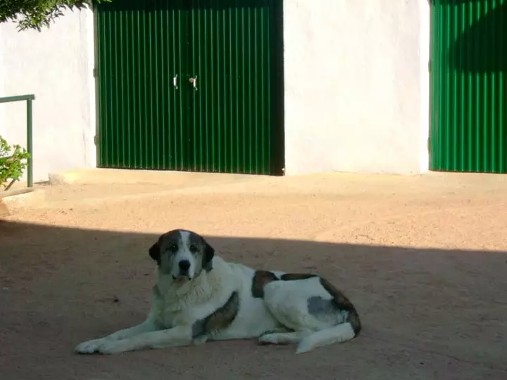 Rafeiro do Alentejo (Potukale Mastiff): faʻamatalaga o le ituaiga ma le ata 4872_12