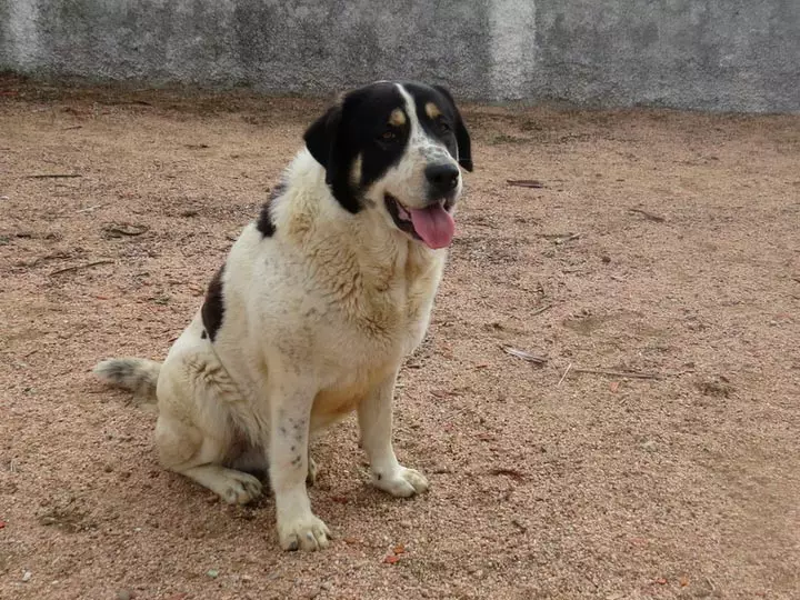 Rafeiro do Alentejo (portugalų mastifas): veislės aprašymas su nuotrauka 4872_13