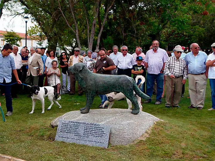 Rafeiro do Alentejo (Potukale Mastiff): faʻamatalaga o le ituaiga ma le ata 4872_14