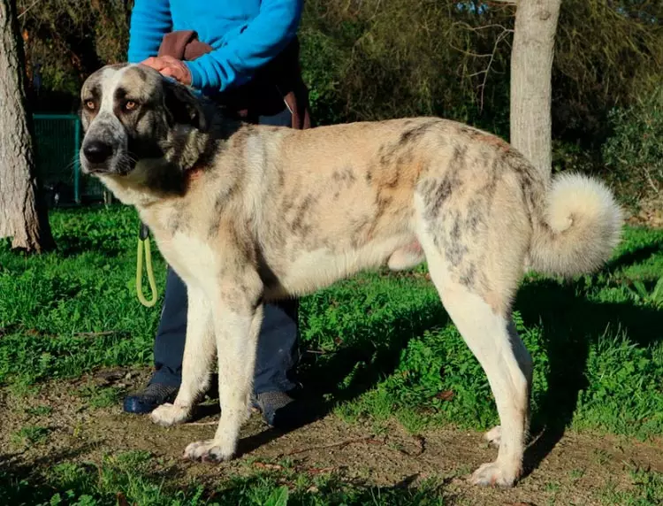 Taifau ituaiga Rafeiro faia Alentejo