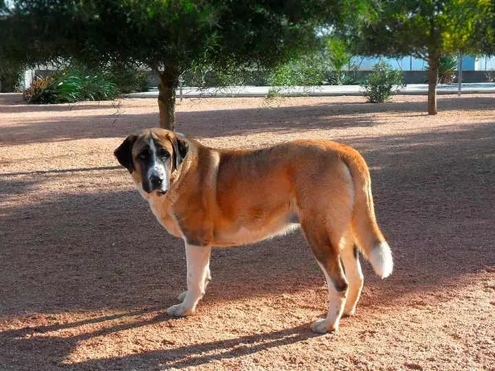 Rafeiro do Alentejo (Potukale Mastiff): faʻamatalaga o le ituaiga ma le ata 4872_5