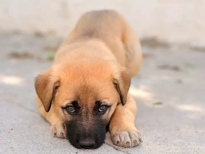 Rafeiro do Alentejo (Potukale Mastiff): faʻamatalaga o le ituaiga ma le ata 4872_6