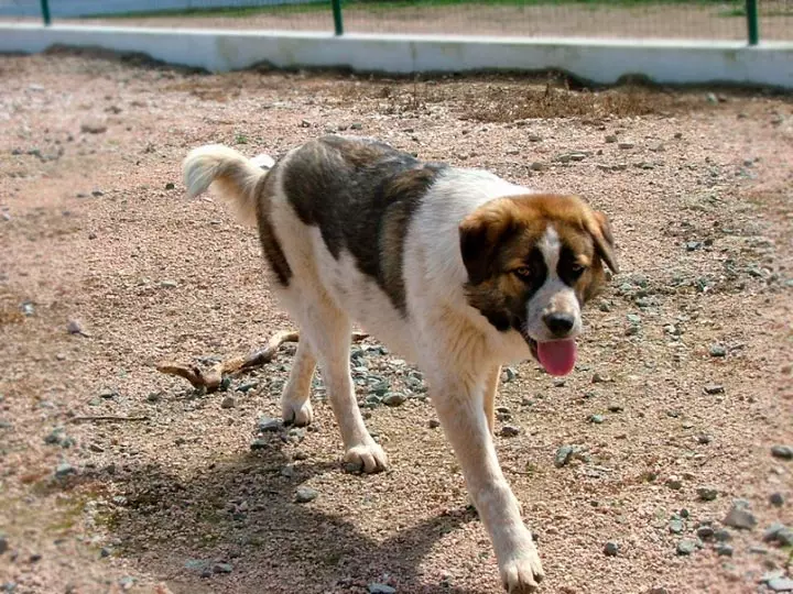 Rafeiro do Alentejo (Bồ Đào Nha Mastiff): mô tả về giống chó này kèm theo ảnh 4872_8