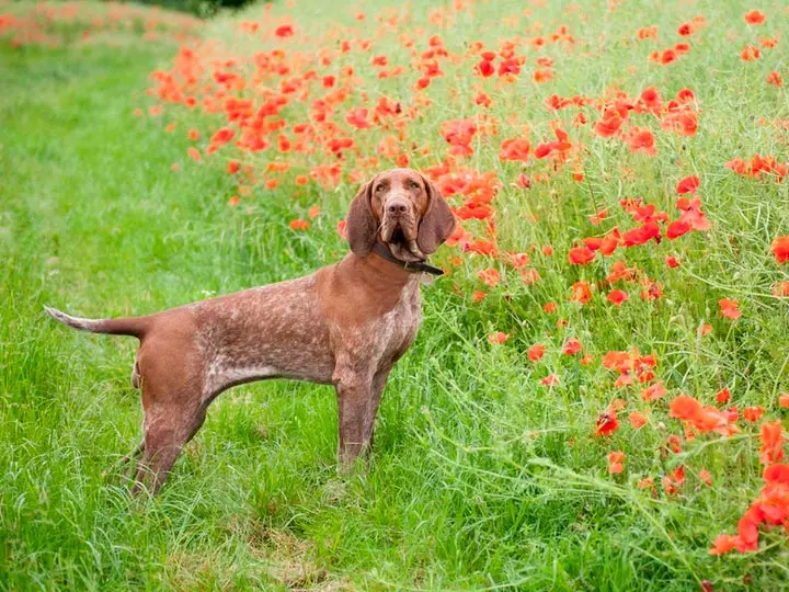 Italian Brack (Italian Pointing Dog): penerangan mengenai baka dengan foto dan video 4875_10