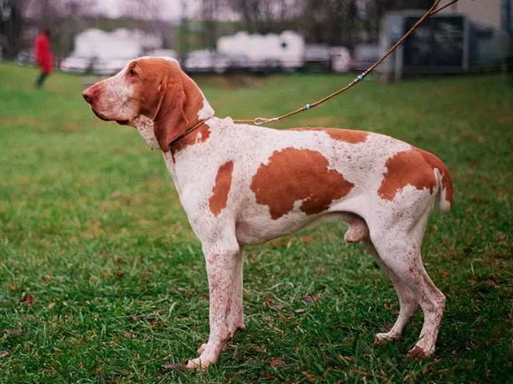 Italia Brack (Dog Nunjuk Itali): pedaran ngeunaan breed kalayan poto sareng video 4875_12