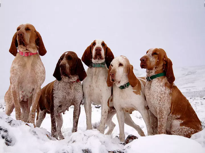 Italia Brack (Dog Nunjuk Itali): pedaran ngeunaan breed kalayan poto sareng video 4875_15