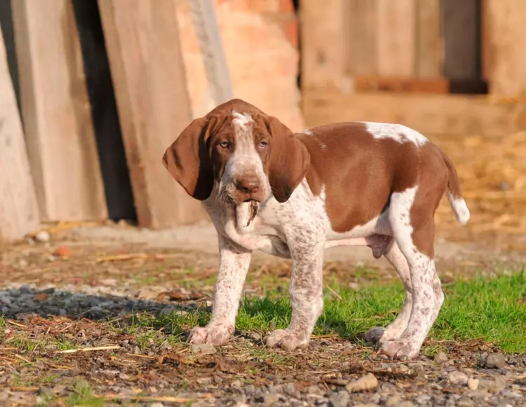 anak anjing keturunan brakk italia