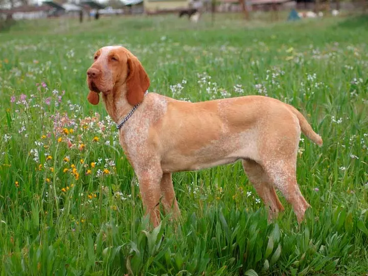 Italian Brack (Italian Pointing Dog): penerangan mengenai baka dengan foto dan video 4875_6