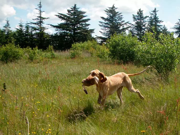 Italian Brack (Italian Pointing Dog): penerangan mengenai baka dengan foto dan video 4875_7