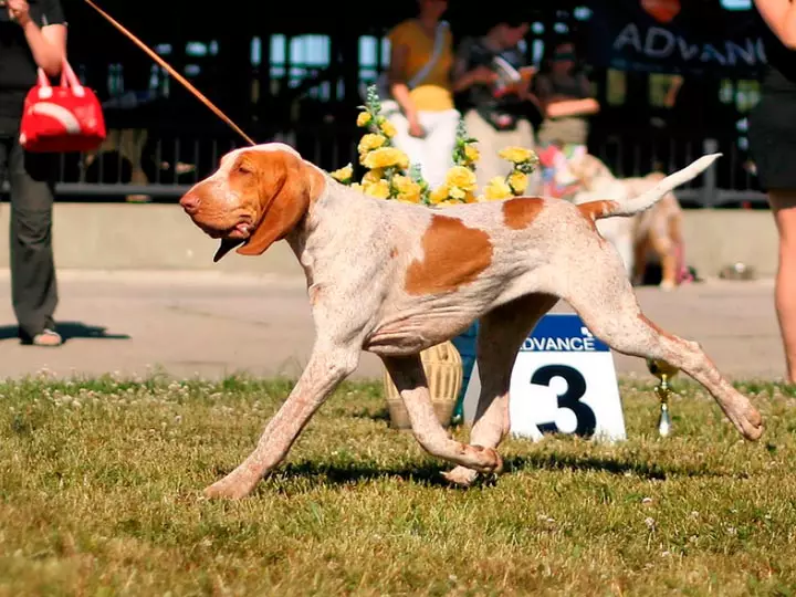 Italia Brack (Dog Nunjuk Itali): pedaran ngeunaan breed kalayan poto sareng video 4875_8