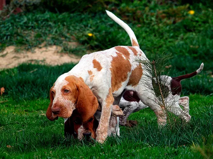 Italia Brack (Dog Nunjuk Itali): pedaran ngeunaan breed kalayan poto sareng video 4875_9